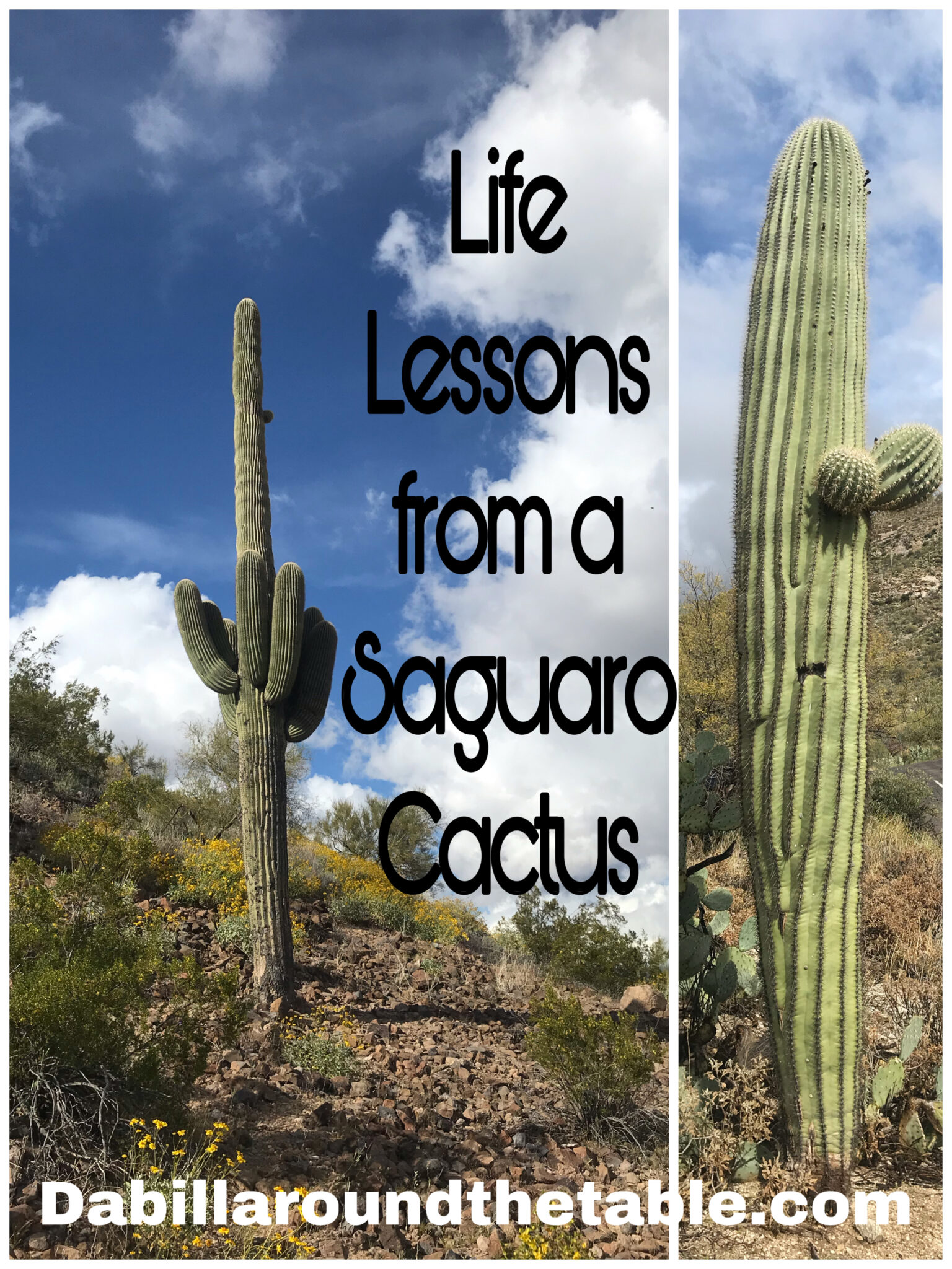 Life Lessons from a Saguaro Cactus - Dabillaroundthetable