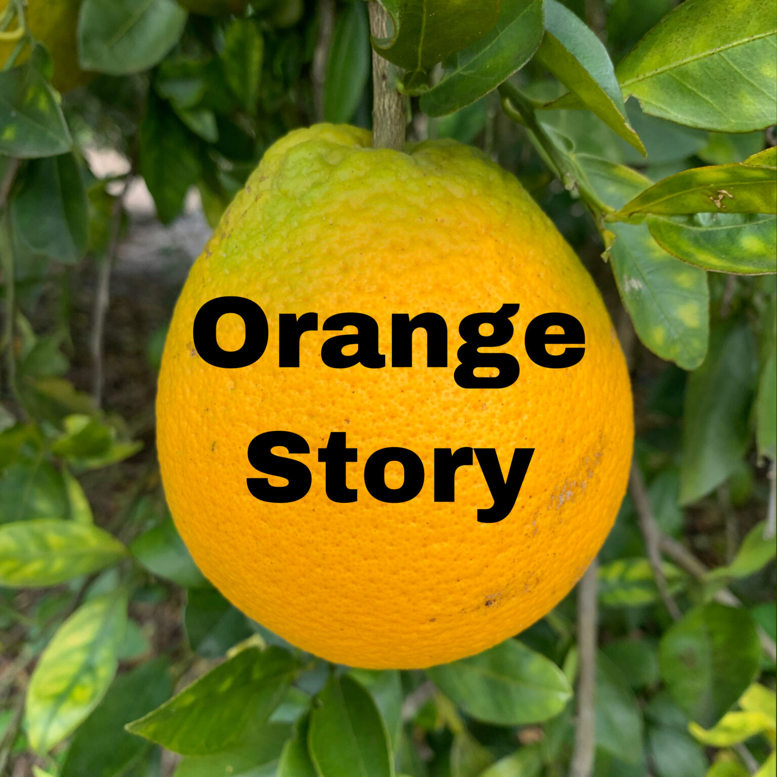 Orange Story and Eve in the Garden - Dabillaroundthetable