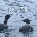 Why I Love the Common Loon - Dabillaroundthetable