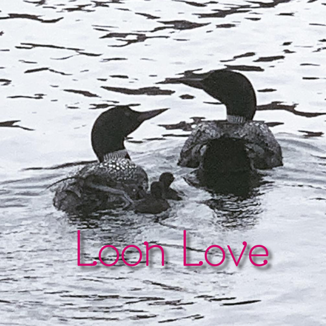 Why I Love the Common Loon - Dabillaroundthetable